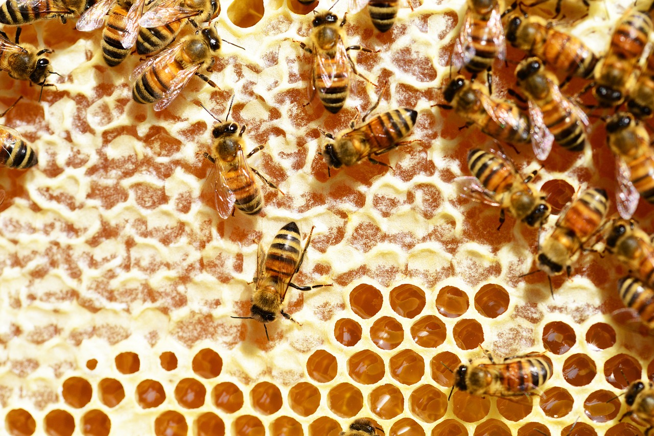 Que faut-il savoir sur la ruche et ses produits